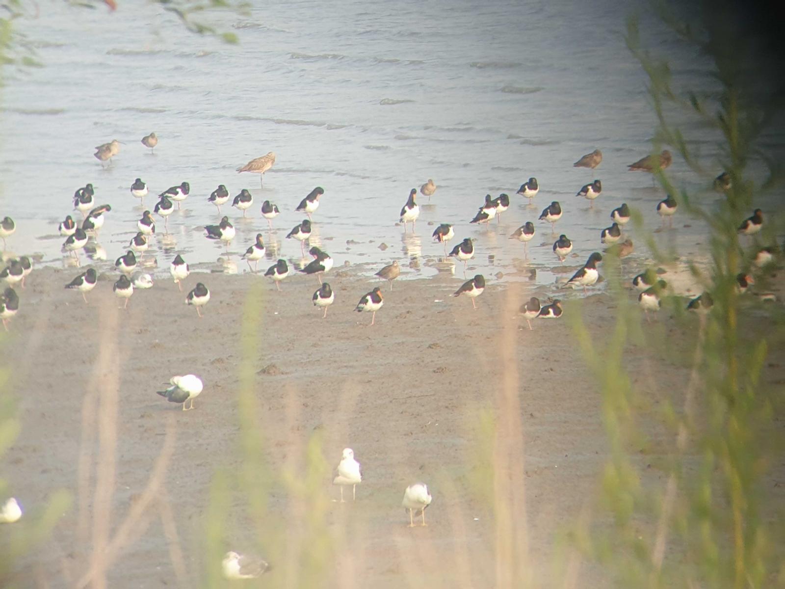 Canaries in the Coal Mine? What Birds Tell Us About Climate Change ...