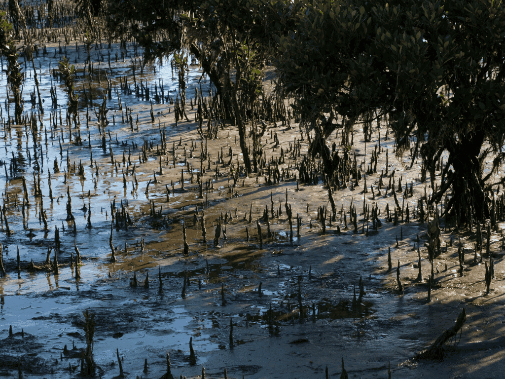 Western Port’s mangroves: The ugly duckling | Independent Evaluation ...